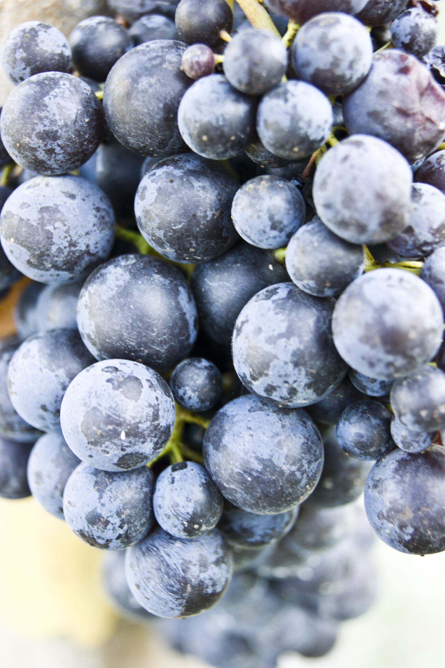 Rueda Wine Co.'s Barolo Vintage Report 2019